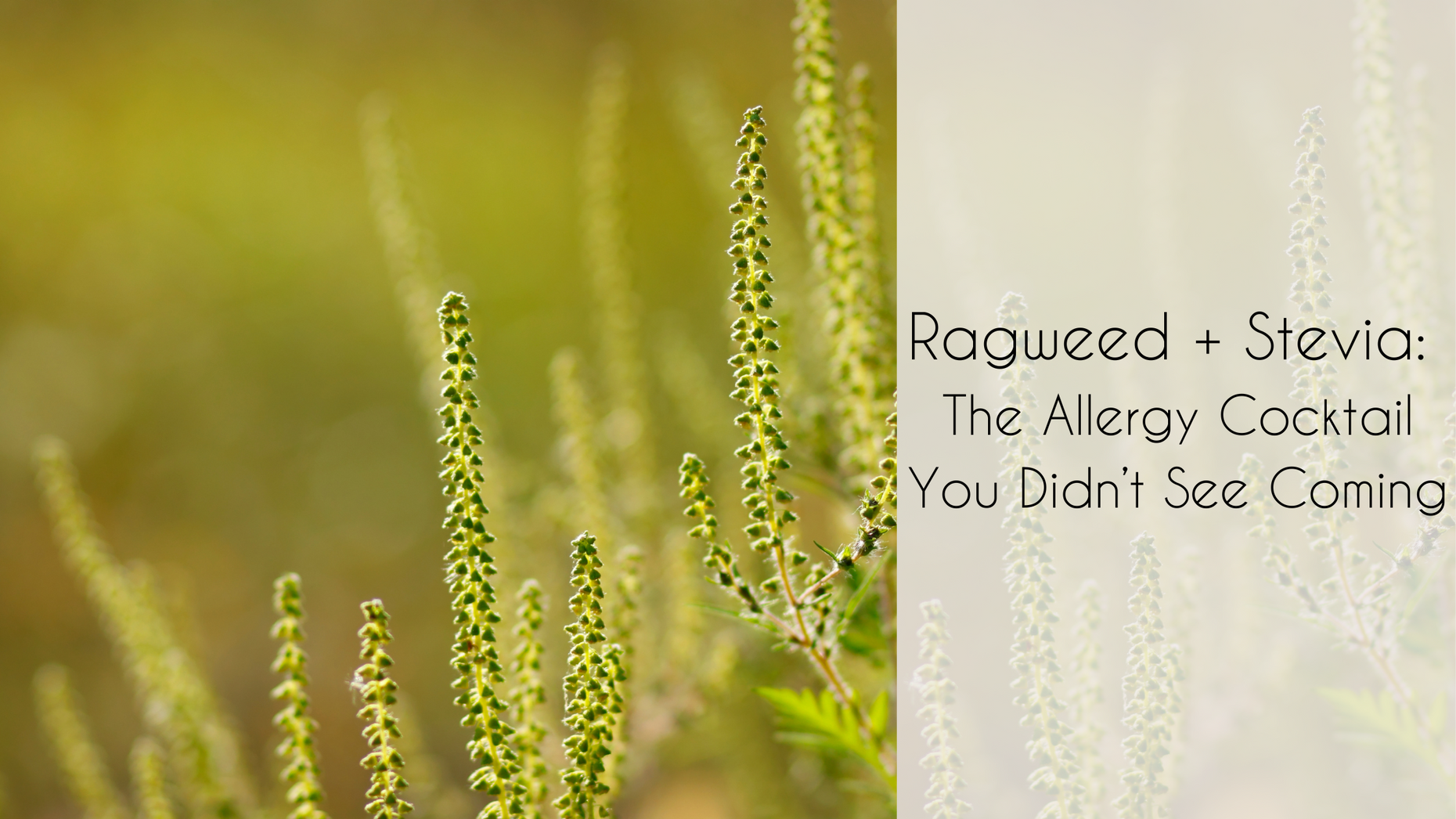 Ragweed + Stevia: The Allergy Cocktail You Didn’t See Coming – The ...